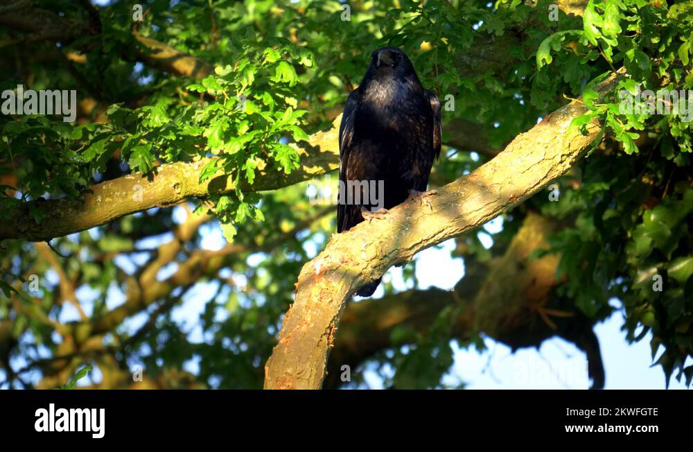 Carrion crow in tree Stock Videos & Footage - HD and 4K Video Clips - Alamy