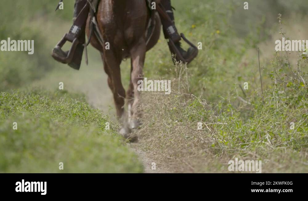 Horse galloping legs Stock Videos & Footage - HD and 4K Video Clips - Alamy
