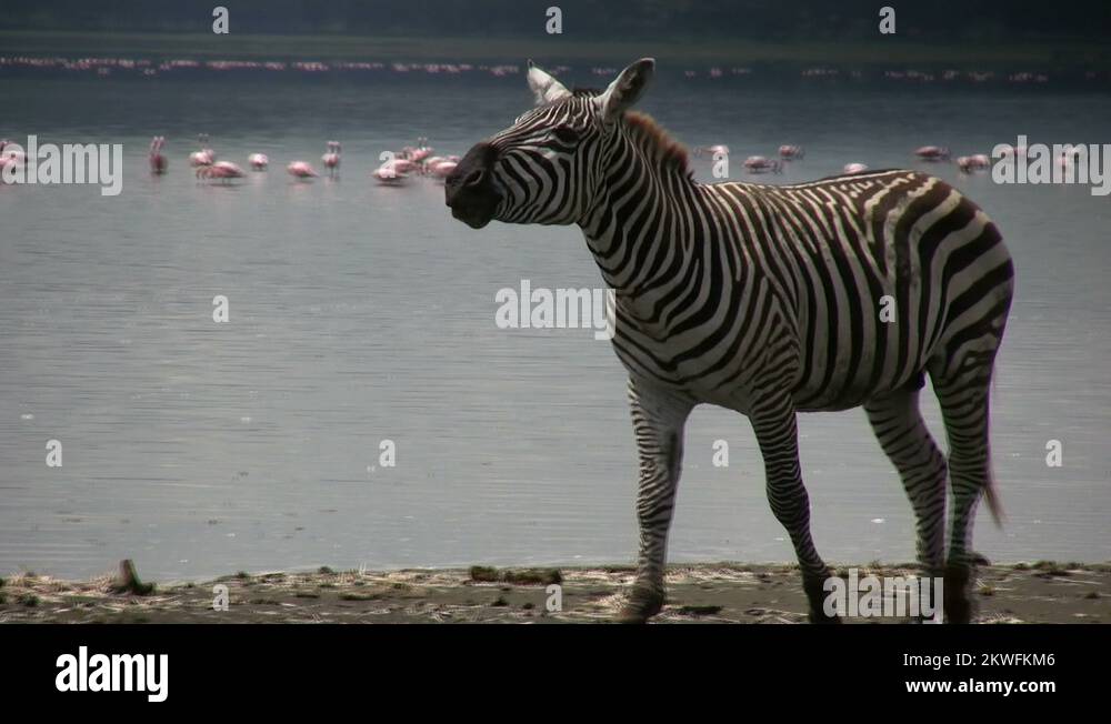 Zebra walks across the frame nodding his head Stock Video Footage - Alamy