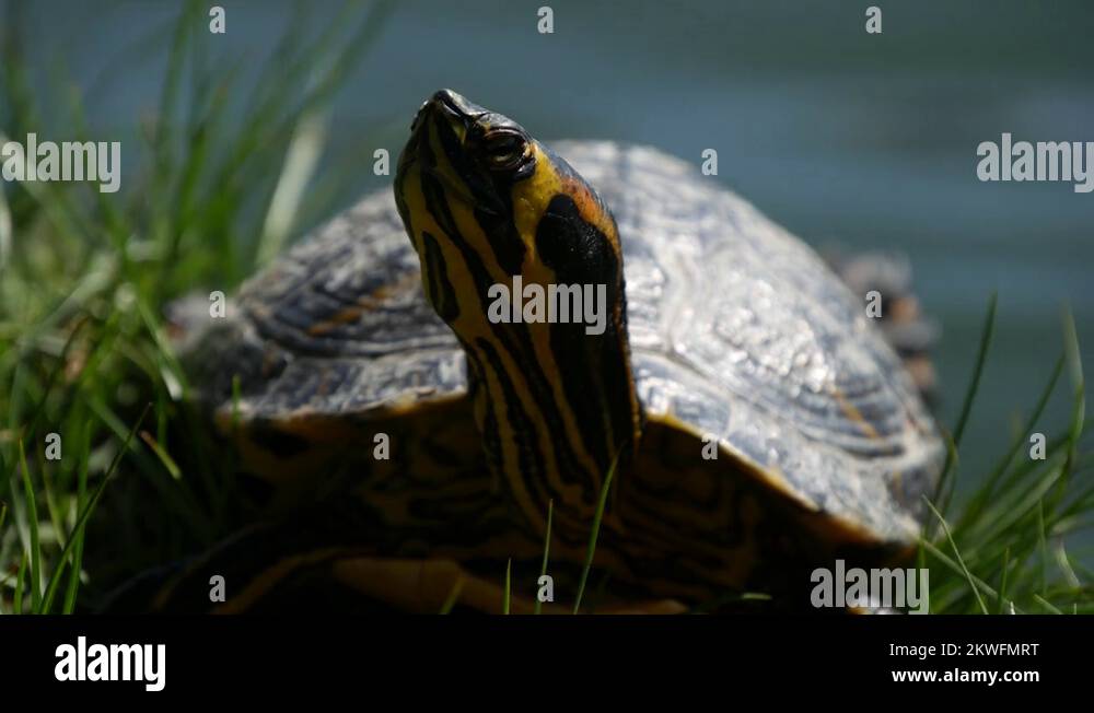 Moving heat head Stock Videos & Footage - HD and 4K Video Clips - Alamy