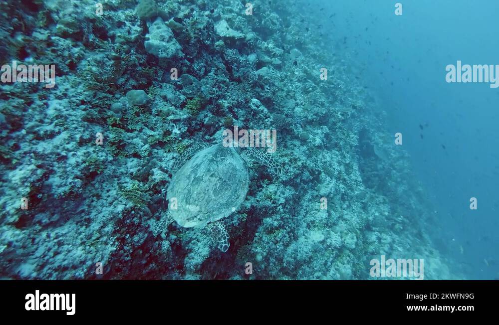 Hawksbill sea turtle - Eretmochelys imbricata swim near coral reef (4K ...