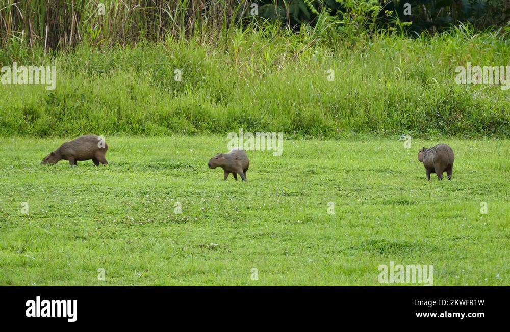 Vermin rodent Stock Videos & Footage - HD and 4K Video Clips - Alamy