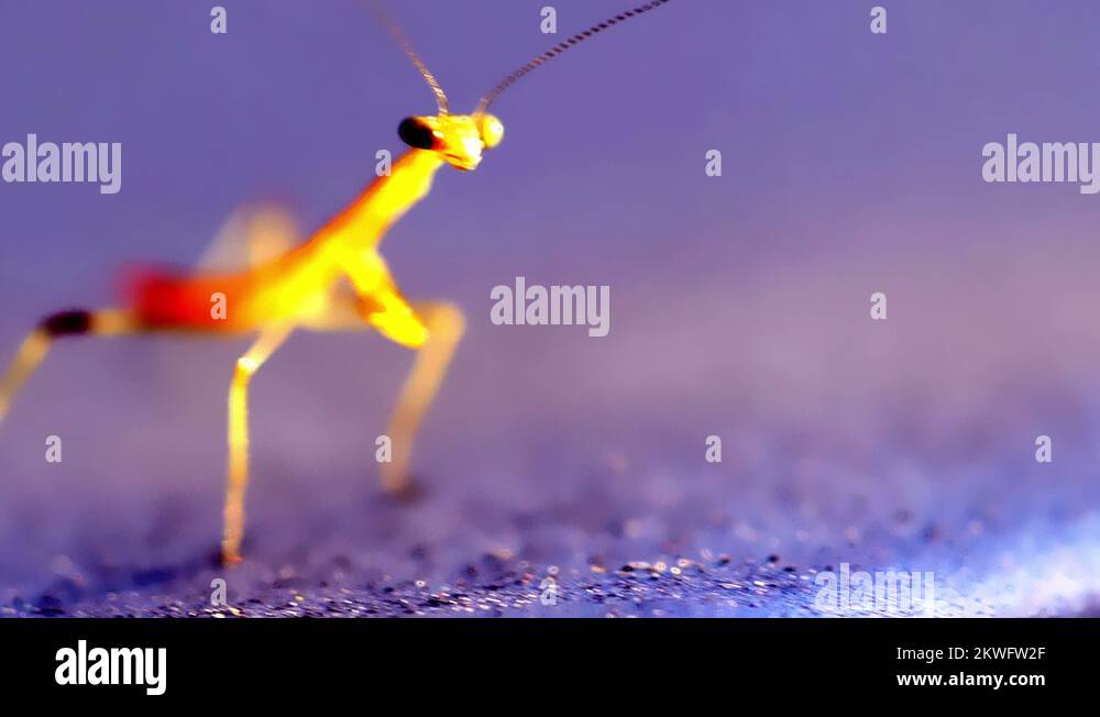 Animals antenna arthropod Stock Videos & Footage - HD and 4K Video ...