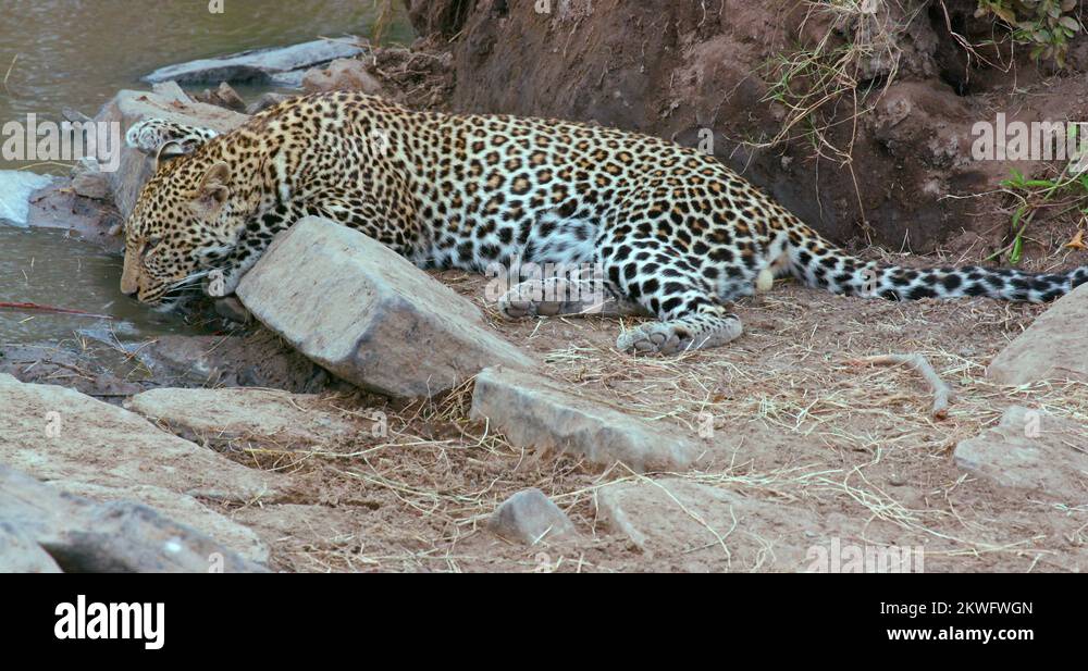 Leopard drinking Stock Videos & Footage - HD and 4K Video Clips - Alamy
