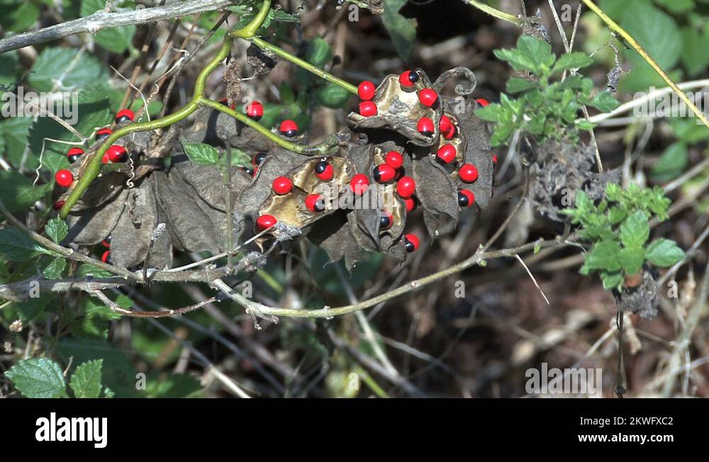 Poisonous seeds Stock Videos & Footage - HD and 4K Video Clips - Alamy