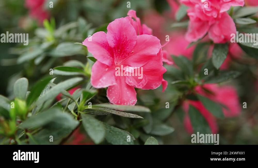 Azalea leaves Stock Videos & Footage - HD and 4K Video Clips - Alamy