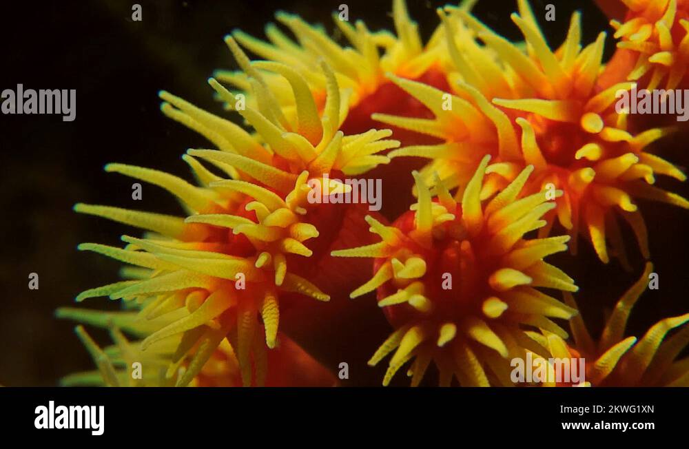 Tubastrea coccinea red sea Stock Videos & Footage - HD and 4K Video ...