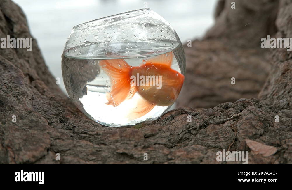 Goldfish in the aquarium on the Riverwalk Stock Video Footage - Alamy