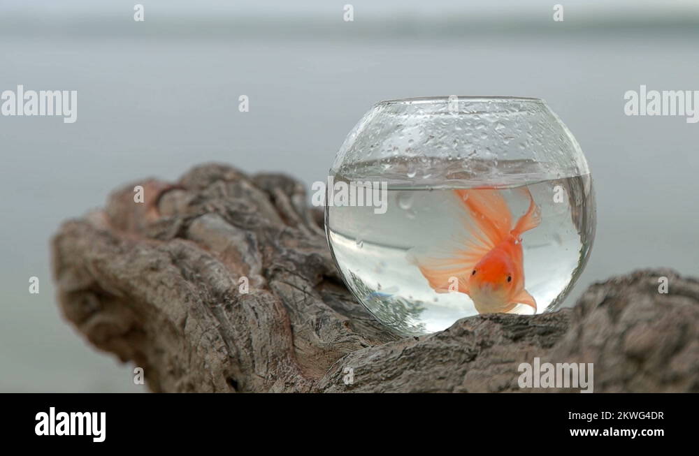 Goldfish in the aquarium on the Riverwalk Stock Video Footage - Alamy