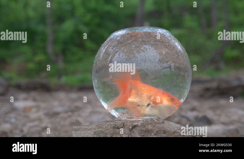 Goldfish in the aquarium on the Riverwalk Stock Video Footage - Alamy