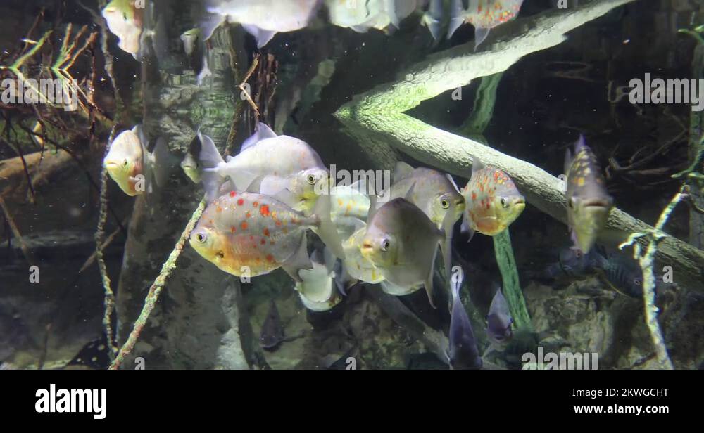 Fish amazon underwater Stock Videos & Footage - HD and 4K Video Clips ...