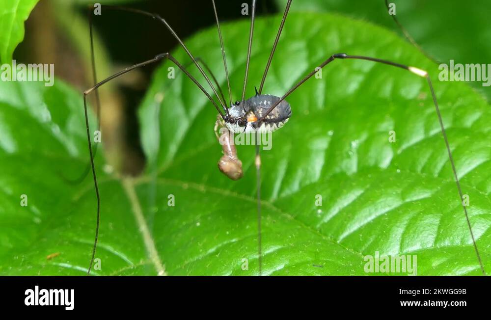 Outdoor insects trap Stock Videos & Footage - HD and 4K Video Clips - Alamy