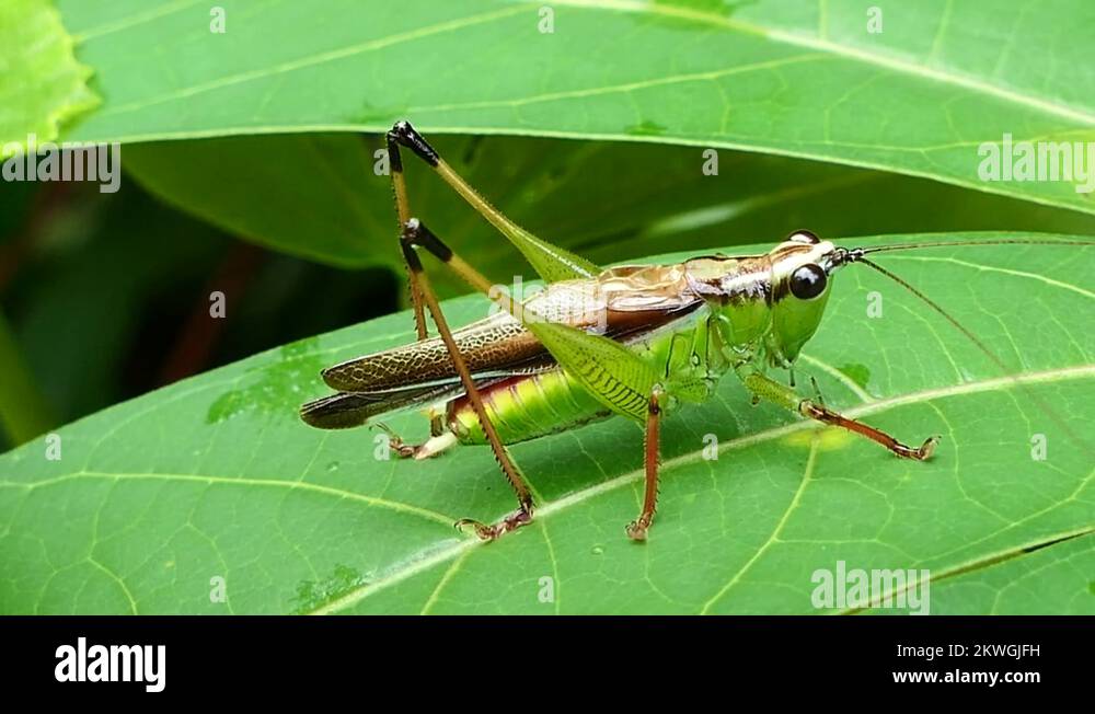 Grasshopper in the forest Stock Videos & Footage - HD and 4K Video ...