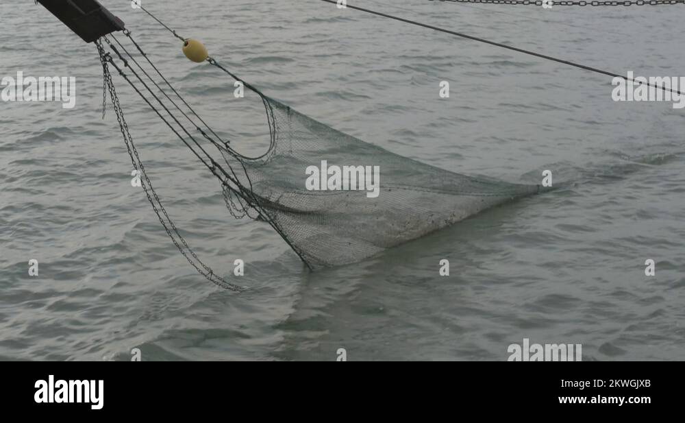 Catch shrimp Stock Videos & Footage - HD and 4K Video Clips - Alamy
