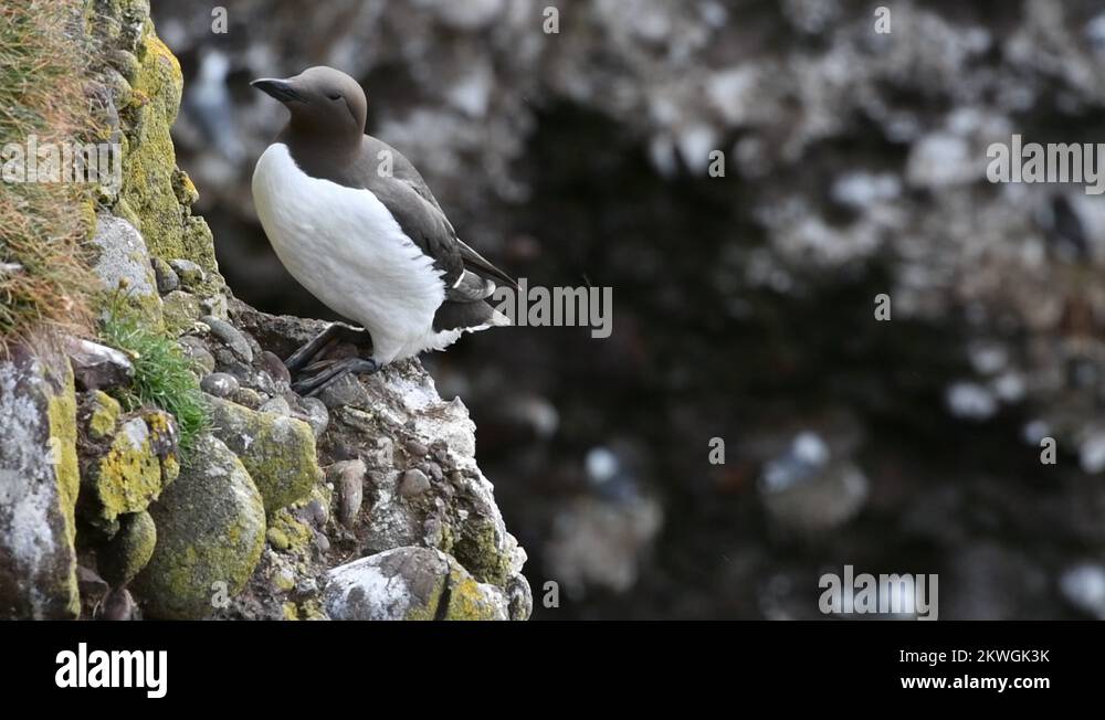Rock ledge sea Stock Videos & Footage - HD and 4K Video Clips - Alamy