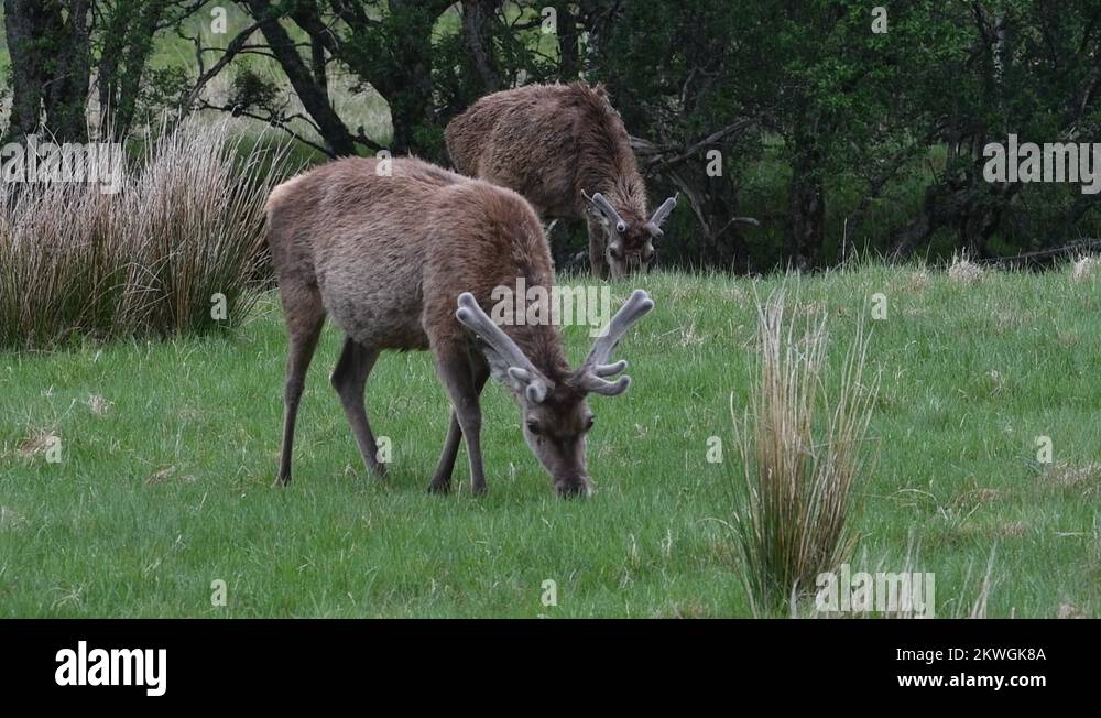 Highland stags Stock Videos & Footage - HD and 4K Video Clips - Alamy