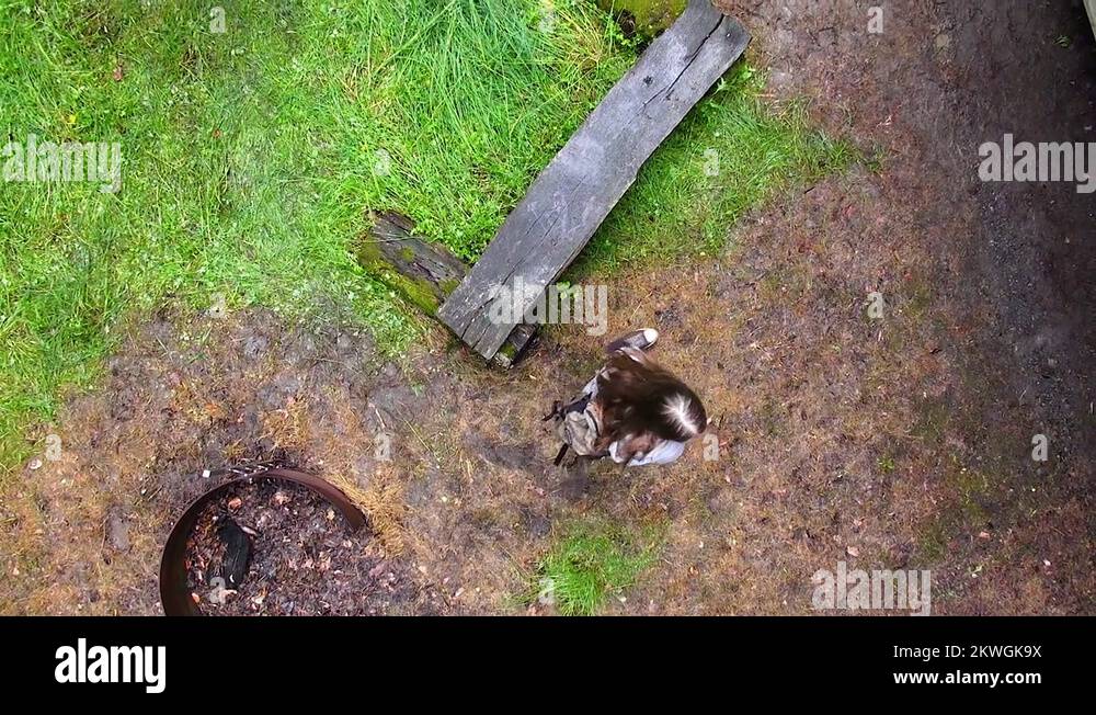 Cursed tree Stock Videos & Footage - HD and 4K Video Clips - Alamy