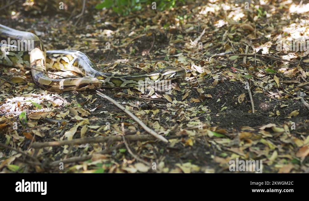 Ground snakes Stock Videos & Footage - HD and 4K Video Clips - Alamy