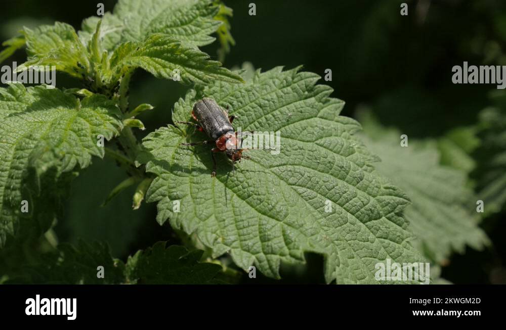 Glowworm beetle Stock Videos & Footage - HD and 4K Video Clips - Alamy