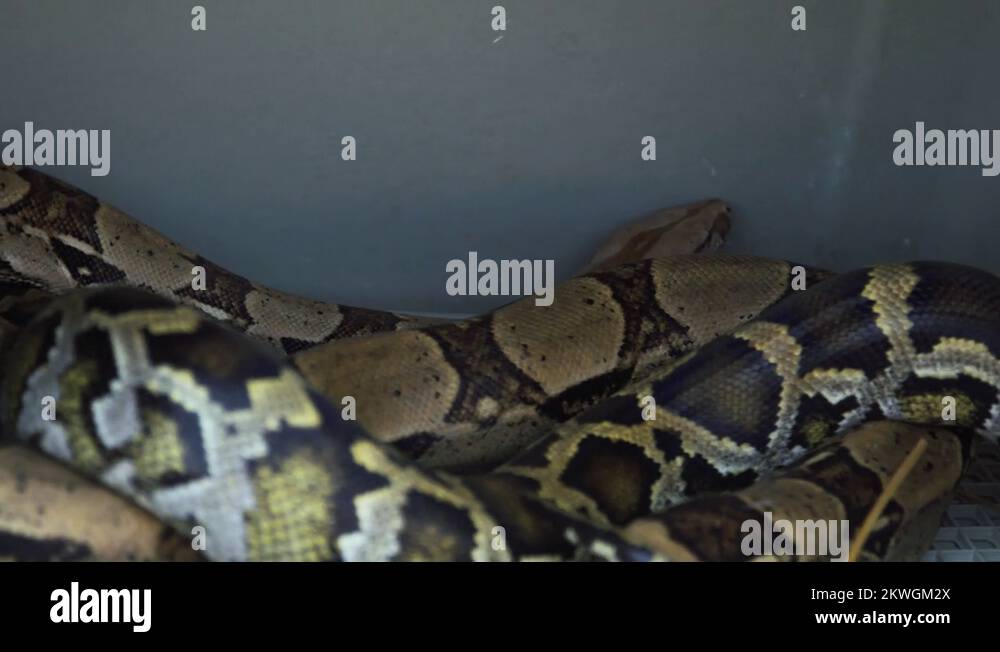 Snakes market asia Stock Videos & Footage - HD and 4K Video Clips - Alamy