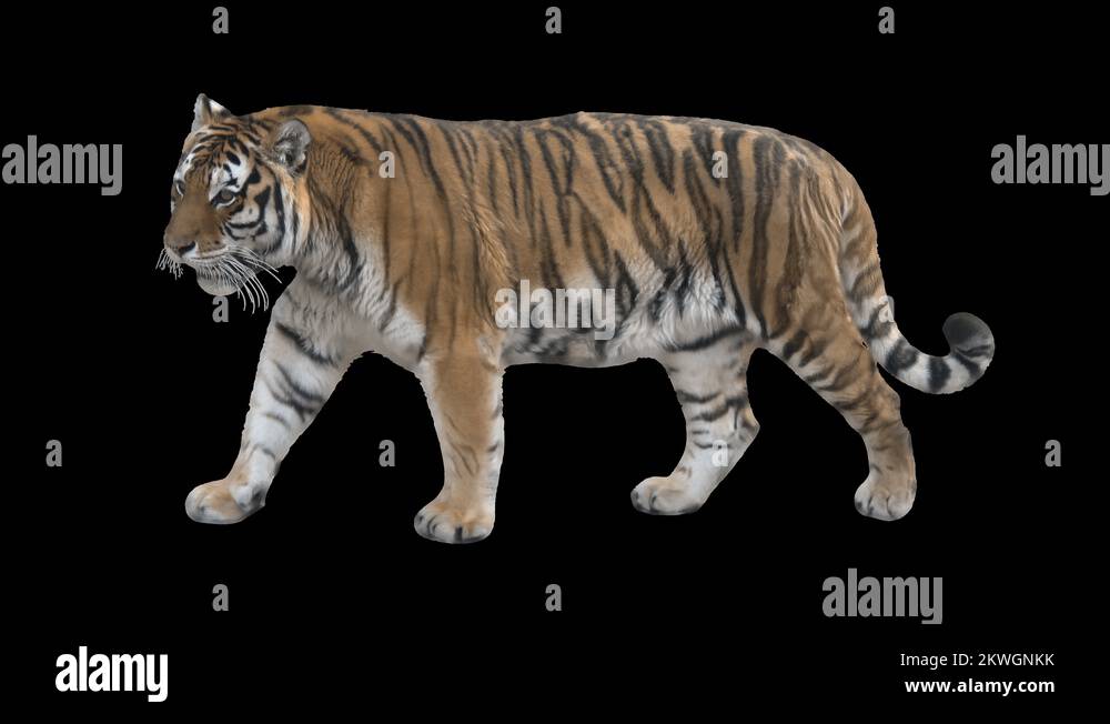 Tiger slowly walking seamlessly looped on black screen with alpha Stock ...