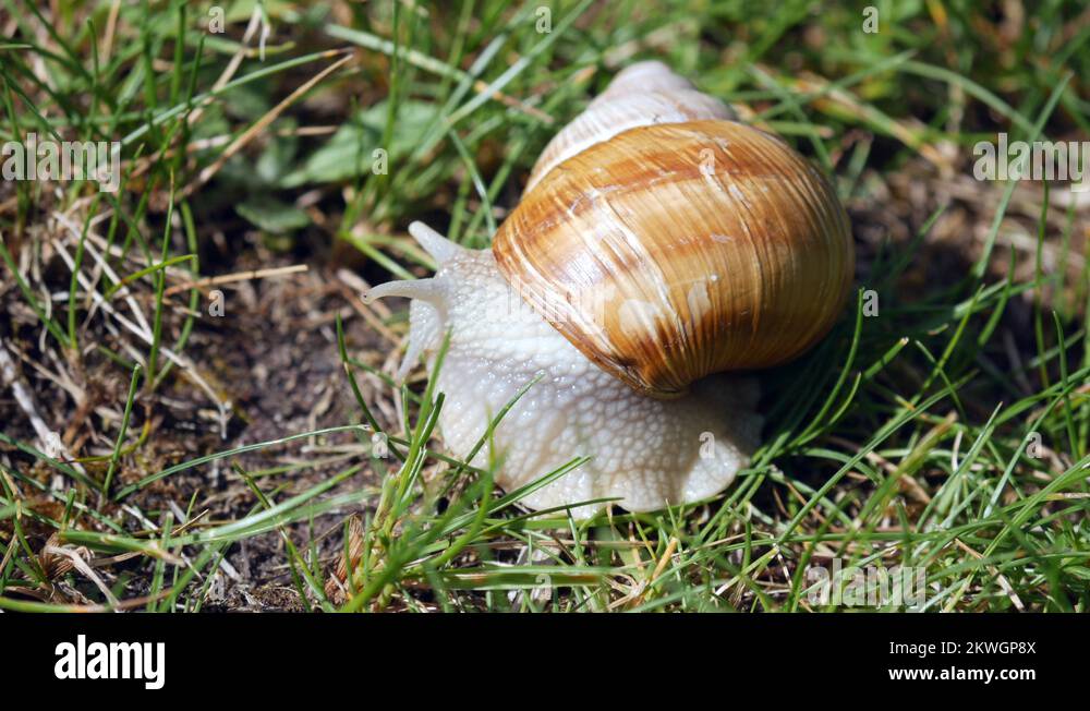 Roman snail escargot escargot snail Stock Videos & Footage - HD and 4K ...