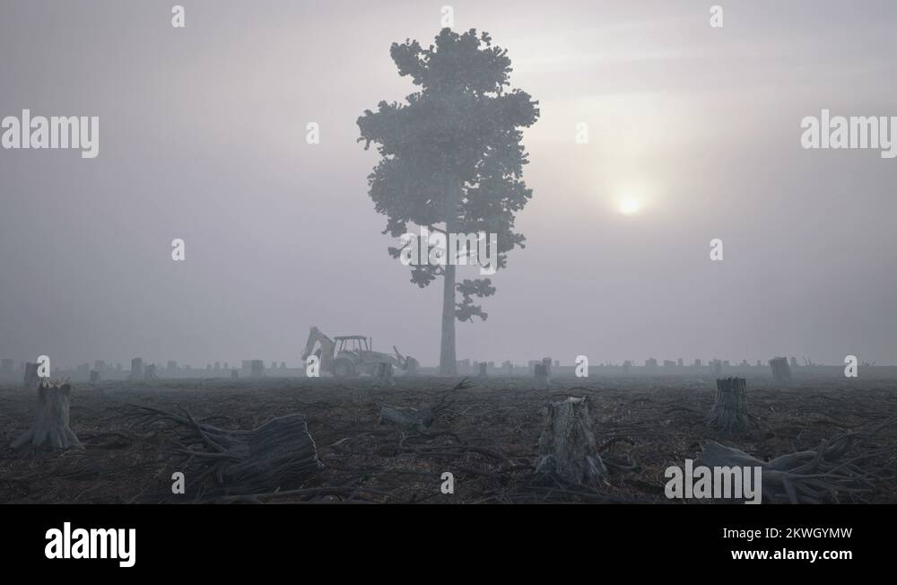 Tree deforestation activist Stock Videos & Footage - HD and 4K Video ...