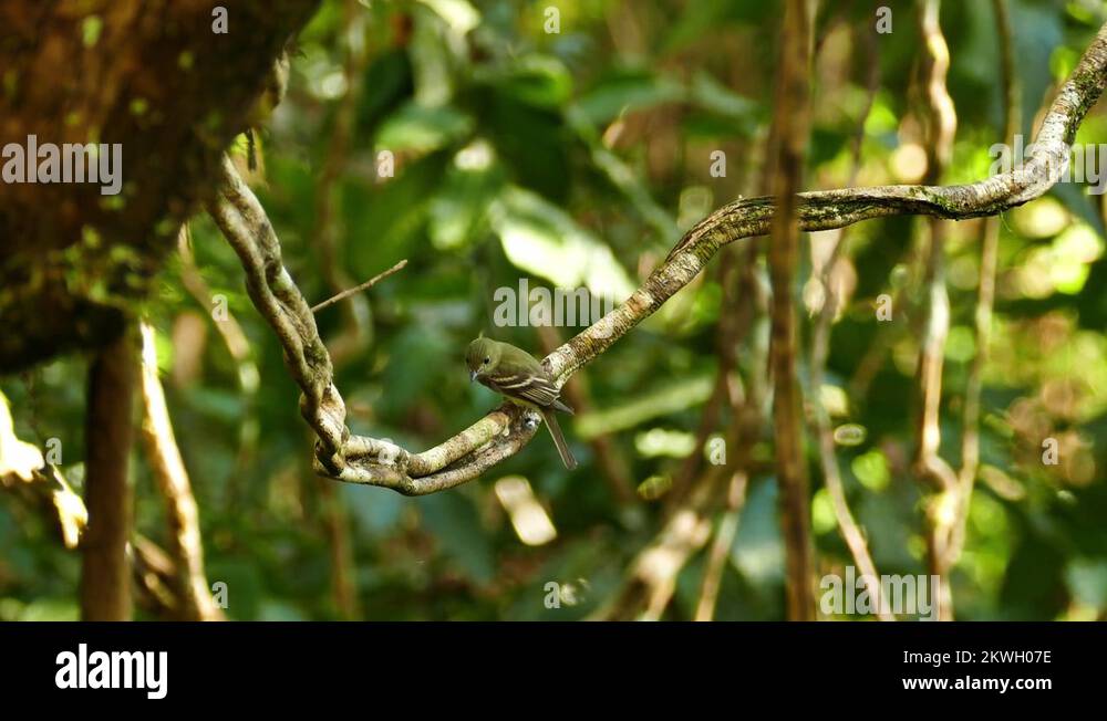 Liana jungle Stock Videos & Footage - HD and 4K Video Clips - Alamy