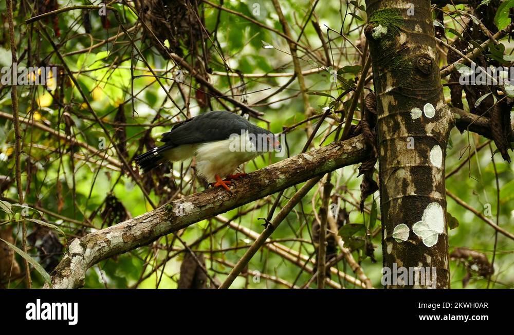 Hawk watching prey Stock Videos & Footage - HD and 4K Video Clips - Alamy
