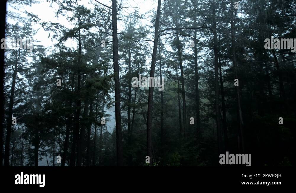 Windy rain storm Stock Videos & Footage - HD and 4K Video Clips - Alamy