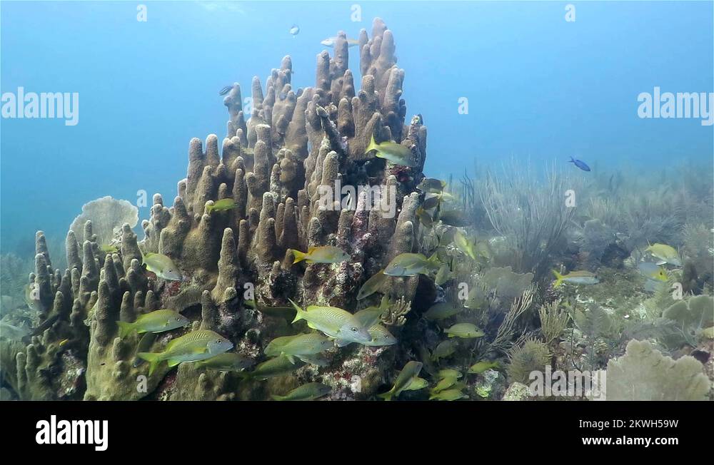 Reef cleaning fish Stock Videos & Footage - HD and 4K Video Clips - Alamy