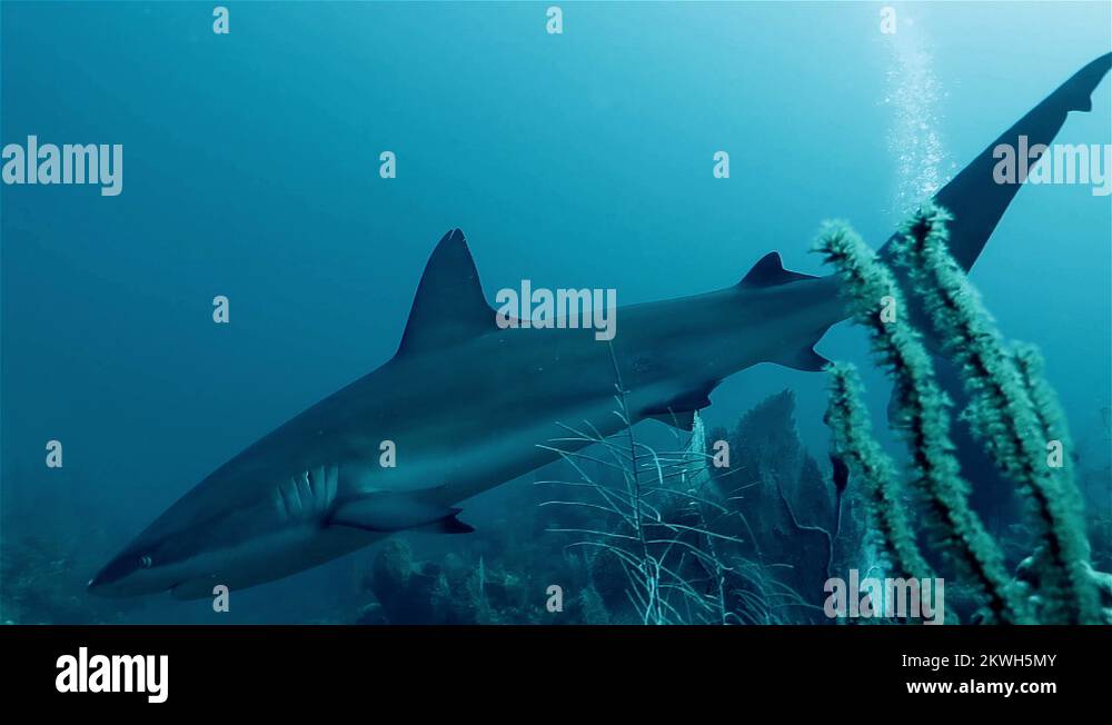 Sea deep sharks Stock Videos & Footage - HD and 4K Video Clips - Alamy
