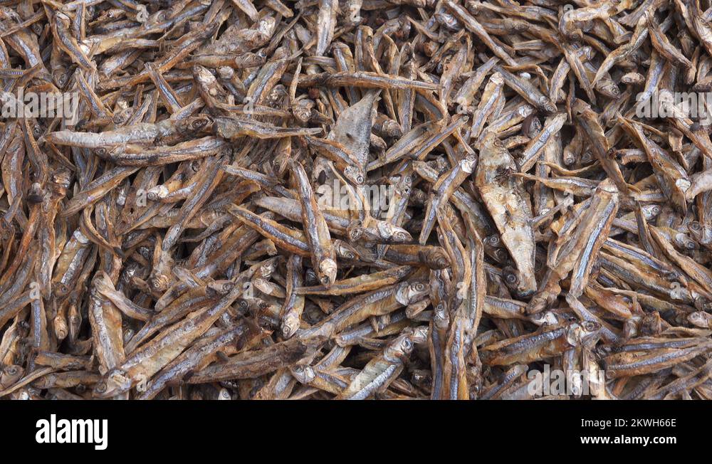 Crawling fish Stock Videos & Footage - HD and 4K Video Clips - Alamy