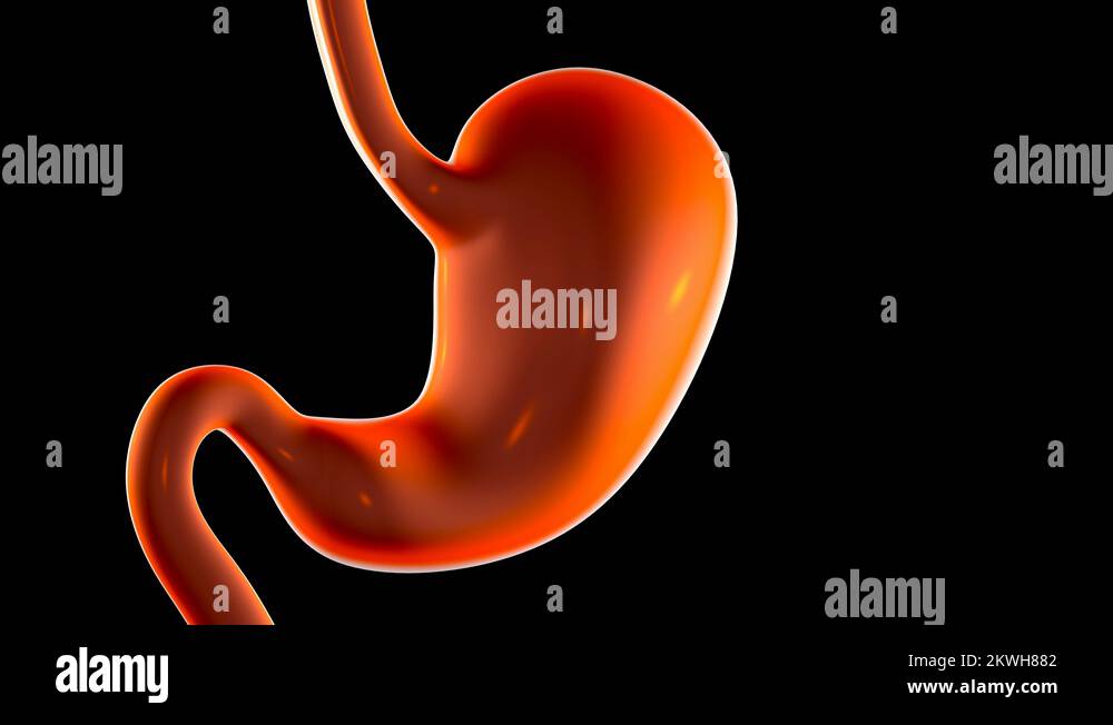 Animation of a anatomy visualisation of a human stomach Stock Video ...