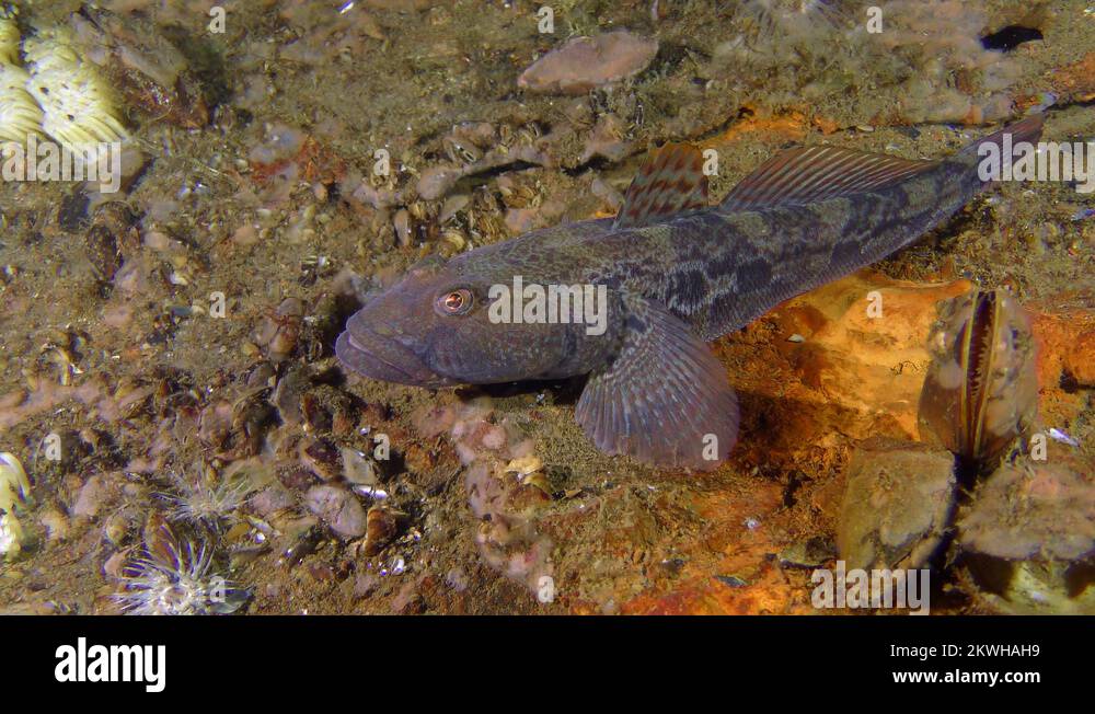 Knout Stock Videos & Footage - HD and 4K Video Clips - Alamy