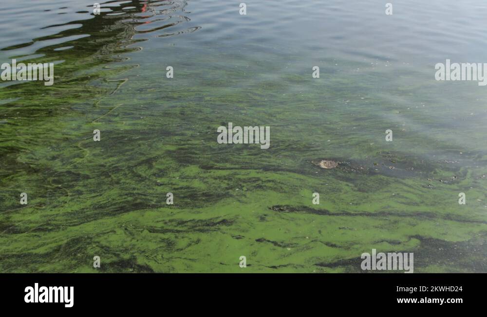 Algal bloom algae Stock Videos & Footage - HD and 4K Video Clips - Alamy