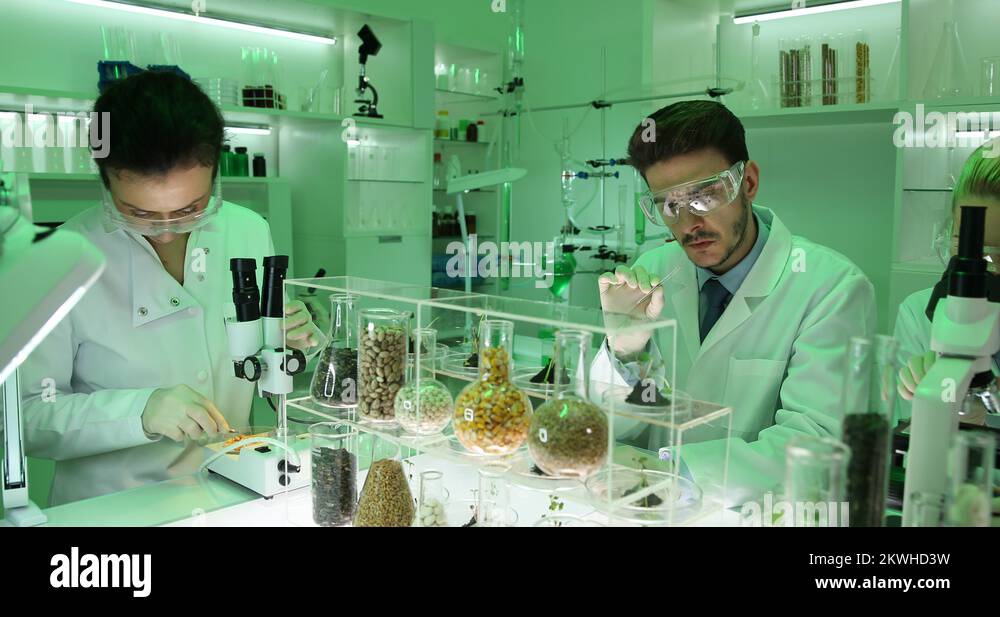 Team of Biologists Talking Work Genetically Modified Seeds Research ...