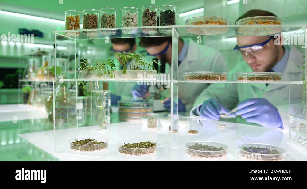 Researchers Team Work Genetically Modified Plants and Seeds Research ...