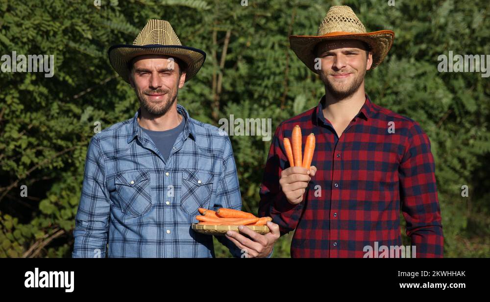 Team of Farmer Men Holding Bio Carrots Vegetables Pile Showing Organic ...