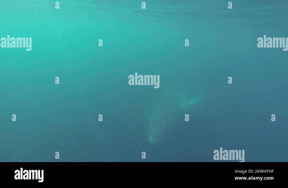 Baleen whale underwater Stock Videos & Footage - HD and 4K Video Clips ...
