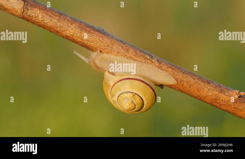Animalia mollusca gastropoda Stock Videos & Footage - HD and 4K Video ...