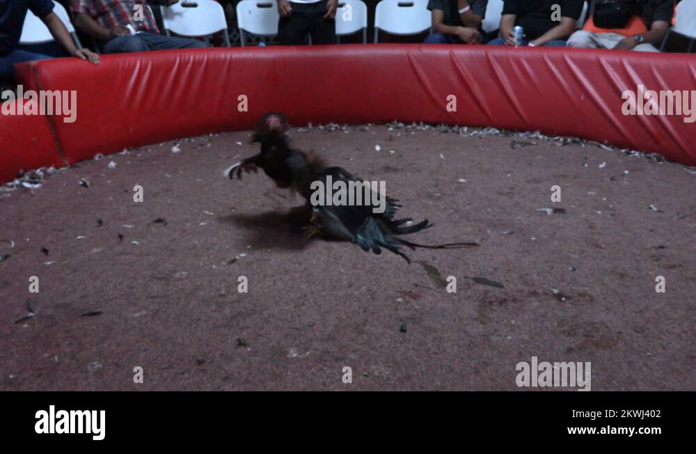 Chicken cockfight Stock Videos & Footage - HD and 4K Video Clips - Alamy