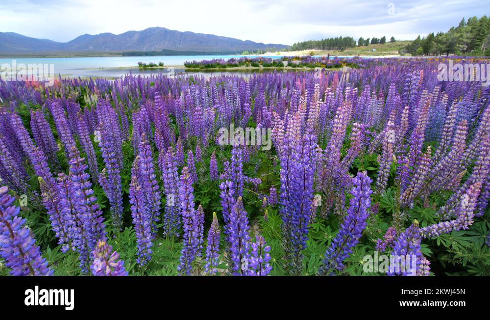 Beautiful Lupin Field at Lake Tekapo, New Zealand in Summer Stock Video ...