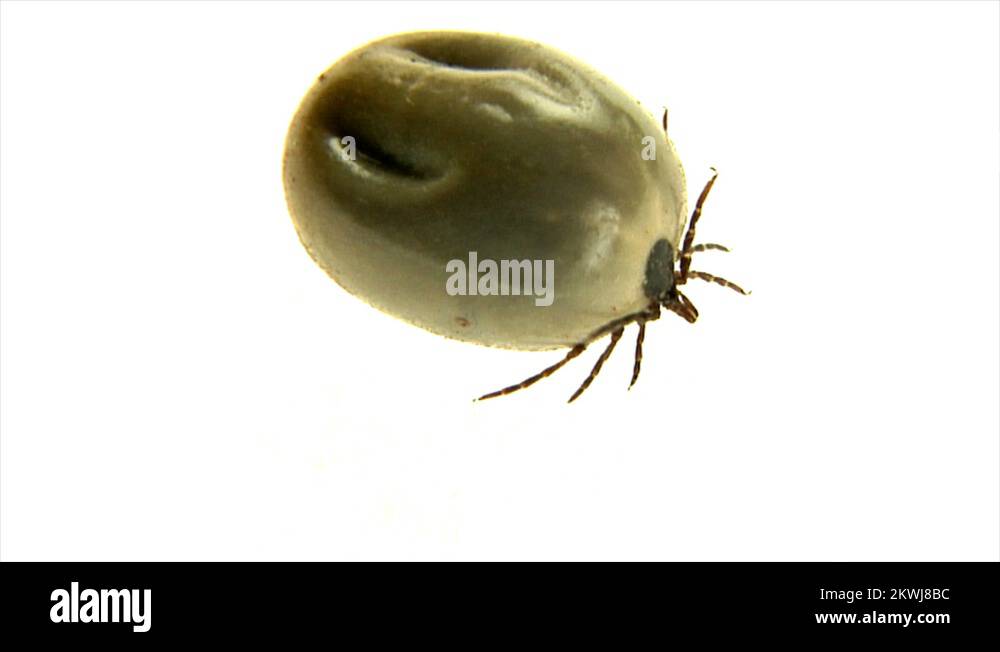 Tick infestation Stock Videos & Footage - HD and 4K Video Clips - Alamy