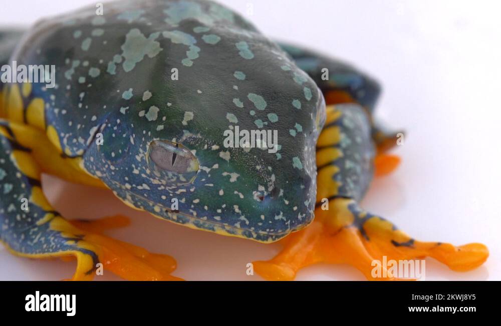 Green frog with orange feet Stock Videos & Footage - HD and 4K Video ...