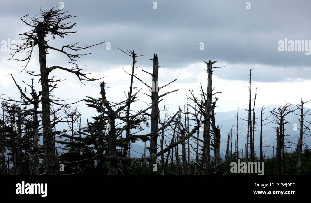Dead tree limbs Stock Videos & Footage - HD and 4K Video Clips - Alamy