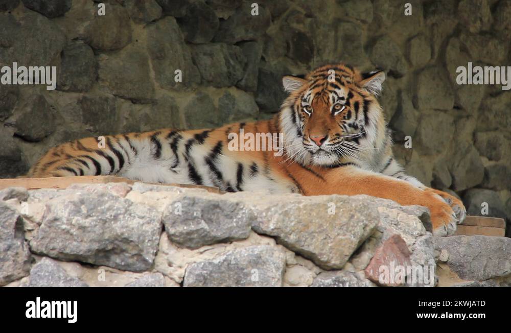 Leo tiger Stock Videos & Footage - HD and 4K Video Clips - Alamy