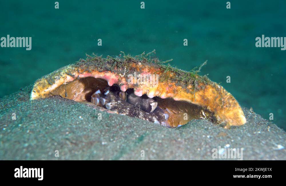 Octopus hiding in shell Stock Videos & Footage - HD and 4K Video Clips ...