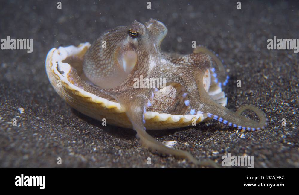 Octopus in coconut shell Stock Videos & Footage - HD and 4K Video Clips ...