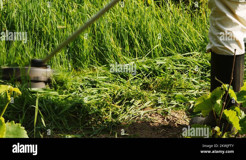 Weeds garden grass Stock Videos & Footage - HD and 4K Video Clips - Alamy